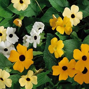 outsidepride thunbergia black-eyed susan climbing vine flower plant mix - 100 seeds