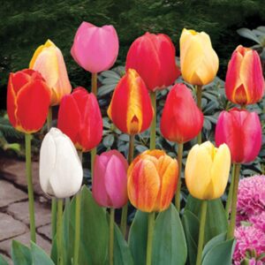 burpee perennial tulip mix | 20 large flowering fall bulbs for planting, multiple colors