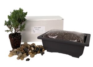 my first bonsai tree kit plus live japanese juniper tree