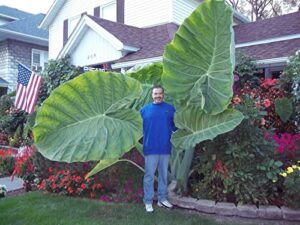 colocasia gigantea thailand giant - leucocasia elephant ear aroid colocasia