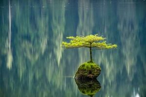 posterazzi fairy lake bonsai poster print by tim oldford, (24 x 36)