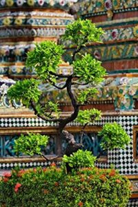 bonsai tree in front of chedi wat pho bangkok thailand poster print by adam jones (24 x 36)