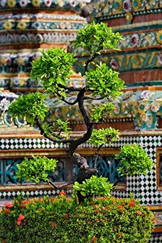 Bonsai tree in front of chedi Wat Pho Bangkok Thailand Poster Print by Adam Jones (24 x 36)