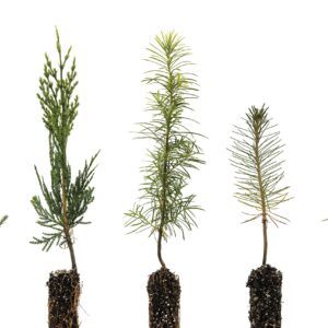 Conifers of The Sierra Nevada | Collection of 5 Live Tree Seedlings | The Jonsteen Company