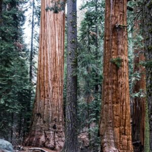 Conifers of The Sierra Nevada | Collection of 5 Live Tree Seedlings | The Jonsteen Company