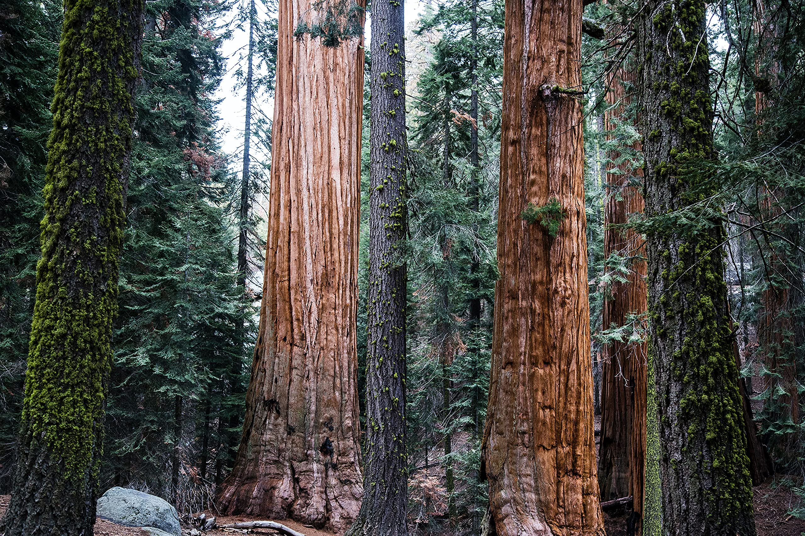 Conifers of The Sierra Nevada | Collection of 5 Live Tree Seedlings | The Jonsteen Company