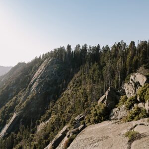 Conifers of The Sierra Nevada | Collection of 5 Live Tree Seedlings | The Jonsteen Company