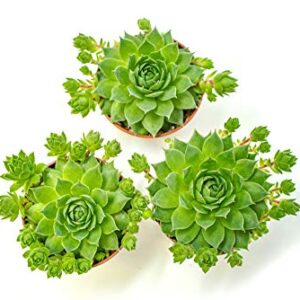 Sempervivum Succulents Plants Live Indoor Plants (3PK), Sempervivum Plants Live Houseplants, Hen and Chicks Live Plants Indoor House Plants, Rosette Succulent Plants in Plant Pots by Plants for Pets