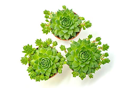 Sempervivum Succulents Plants Live Indoor Plants (3PK), Sempervivum Plants Live Houseplants, Hen and Chicks Live Plants Indoor House Plants, Rosette Succulent Plants in Plant Pots by Plants for Pets