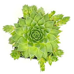 Sempervivum Succulents Plants Live Indoor Plants (3PK), Sempervivum Plants Live Houseplants, Hen and Chicks Live Plants Indoor House Plants, Rosette Succulent Plants in Plant Pots by Plants for Pets