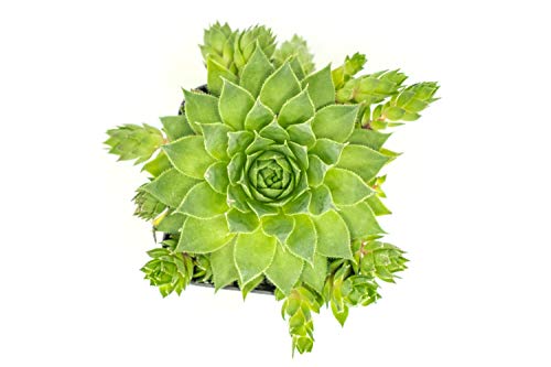 Sempervivum Succulents Plants Live Indoor Plants (3PK), Sempervivum Plants Live Houseplants, Hen and Chicks Live Plants Indoor House Plants, Rosette Succulent Plants in Plant Pots by Plants for Pets