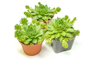 sempervivum succulents plants live indoor plants (3pk), sempervivum plants live houseplants, hen and chicks live plants indoor house plants, rosette succulent plants in plant pots by plants for pets