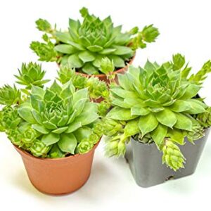 Sempervivum Succulents Plants Live Indoor Plants (3PK), Sempervivum Plants Live Houseplants, Hen and Chicks Live Plants Indoor House Plants, Rosette Succulent Plants in Plant Pots by Plants for Pets