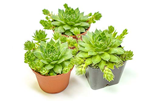 Sempervivum Succulents Plants Live Indoor Plants (3PK), Sempervivum Plants Live Houseplants, Hen and Chicks Live Plants Indoor House Plants, Rosette Succulent Plants in Plant Pots by Plants for Pets