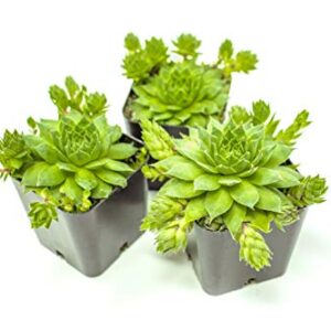 Sempervivum Succulents Plants Live Indoor Plants (3PK), Sempervivum Plants Live Houseplants, Hen and Chicks Live Plants Indoor House Plants, Rosette Succulent Plants in Plant Pots by Plants for Pets