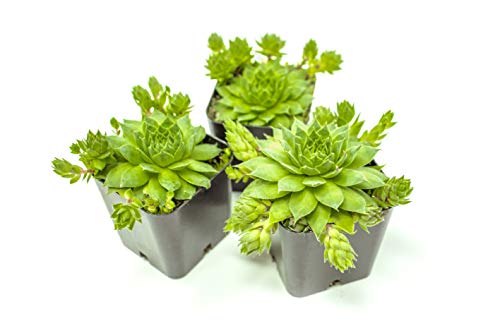 Sempervivum Succulents Plants Live Indoor Plants (3PK), Sempervivum Plants Live Houseplants, Hen and Chicks Live Plants Indoor House Plants, Rosette Succulent Plants in Plant Pots by Plants for Pets