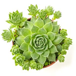 Sempervivum Succulents Plants Live Indoor Plants (3PK), Sempervivum Plants Live Houseplants, Hen and Chicks Live Plants Indoor House Plants, Rosette Succulent Plants in Plant Pots by Plants for Pets