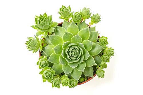 Sempervivum Succulents Plants Live Indoor Plants (3PK), Sempervivum Plants Live Houseplants, Hen and Chicks Live Plants Indoor House Plants, Rosette Succulent Plants in Plant Pots by Plants for Pets