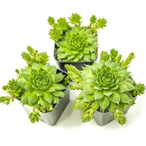 Sempervivum Succulents Plants Live Indoor Plants (3PK), Sempervivum Plants Live Houseplants, Hen and Chicks Live Plants Indoor House Plants, Rosette Succulent Plants in Plant Pots by Plants for Pets