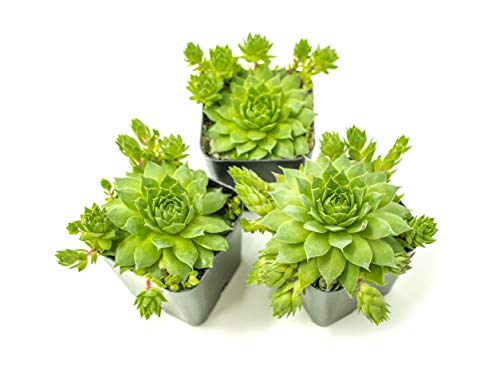 Sempervivum Succulents Plants Live Indoor Plants (3PK), Sempervivum Plants Live Houseplants, Hen and Chicks Live Plants Indoor House Plants, Rosette Succulent Plants in Plant Pots by Plants for Pets