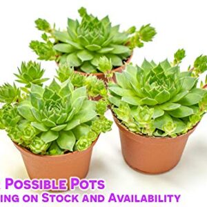 Sempervivum Succulents Plants Live Indoor Plants (3PK), Sempervivum Plants Live Houseplants, Hen and Chicks Live Plants Indoor House Plants, Rosette Succulent Plants in Plant Pots by Plants for Pets