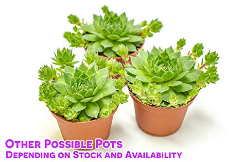 Sempervivum Succulents Plants Live Indoor Plants (3PK), Sempervivum Plants Live Houseplants, Hen and Chicks Live Plants Indoor House Plants, Rosette Succulent Plants in Plant Pots by Plants for Pets