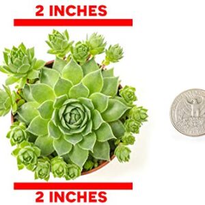 Sempervivum Succulents Plants Live Indoor Plants (3PK), Sempervivum Plants Live Houseplants, Hen and Chicks Live Plants Indoor House Plants, Rosette Succulent Plants in Plant Pots by Plants for Pets