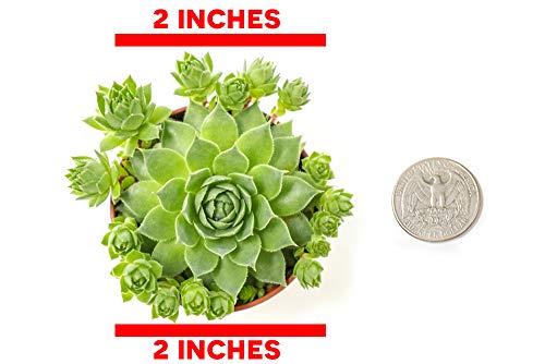 Sempervivum Succulents Plants Live Indoor Plants (3PK), Sempervivum Plants Live Houseplants, Hen and Chicks Live Plants Indoor House Plants, Rosette Succulent Plants in Plant Pots by Plants for Pets