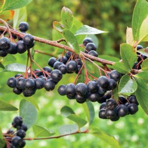 viking chokeberry plant - aronia - shrub/bonsai/wine - 3.25" pot