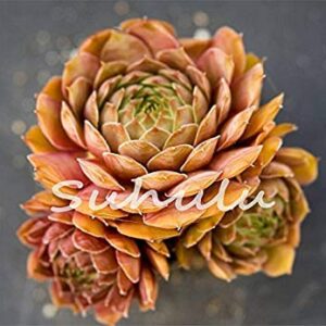 Fash Lady 200 Pcs Sale!Hens and Chicks Succulent Mix Seeds (Sempervivum Hybridum) Bonsai Plant Flower Seeds for Home Garden 4