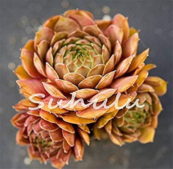 Fash Lady 200 Pcs Sale!Hens and Chicks Succulent Mix Seeds (Sempervivum Hybridum) Bonsai Plant Flower Seeds for Home Garden 4