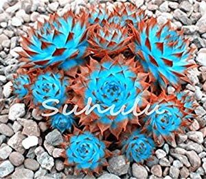 Fash Lady 200 Pcs Sale!Hens and Chicks Succulent Mix Seeds (Sempervivum Hybridum) Bonsai Plant Flower Seeds for Home Garden 4