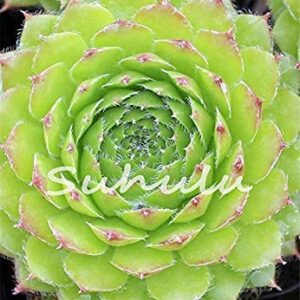 Fash Lady 200 Pcs Sale!Hens and Chicks Succulent Mix Seeds (Sempervivum Hybridum) Bonsai Plant Flower Seeds for Home Garden 4