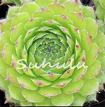 Fash Lady 200 Pcs Sale!Hens and Chicks Succulent Mix Seeds (Sempervivum Hybridum) Bonsai Plant Flower Seeds for Home Garden 4