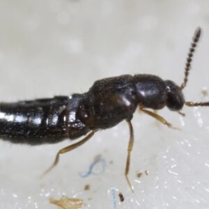 Nature's Good Guys Dalotia (Atheta) coriaria - Rove Beetle - 500 Insects per Unit