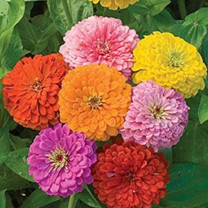 Zinnia - California Giant Mix - Bulk Pack 5,000 Seeds by Seeds2Go