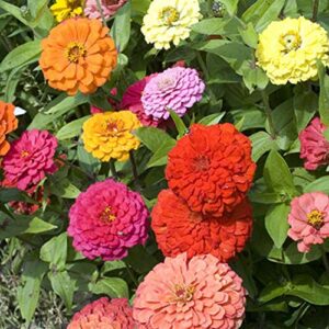 Zinnia - California Giant Mix - Bulk Pack 5,000 Seeds by Seeds2Go