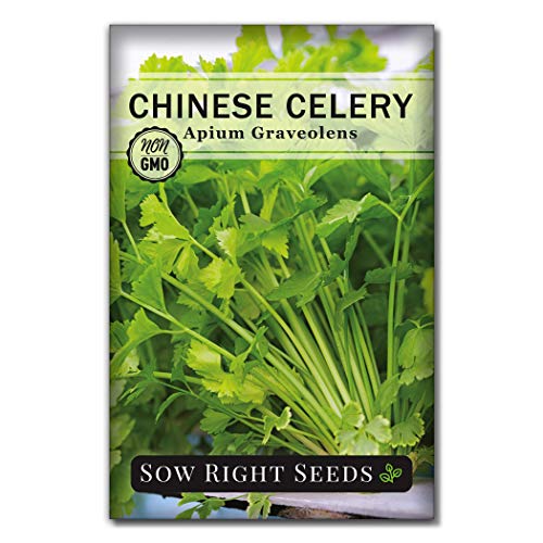 Sow Right Seeds - Chinese Celery Seeds for Planting - Non-GMO Heirloom Packet with Instructions to Plant and Grow a Home Vegetable Garden - Culinary and Compact Herb, Abundant Stalks (1)