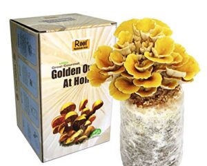 root mushroom farm—golden oyster mushroom grow kit