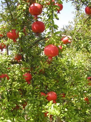 1056-Pomegranate Dwarf (Punica granatum) Seeds by Robsrareandgiantseeds UPC0764425786299 Non-GMO,Organic,USA Grower,1056 Package of 10 Seeds