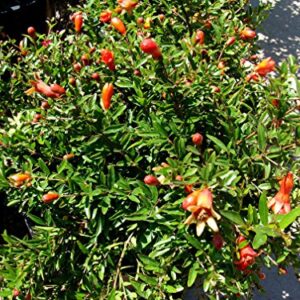 1056-Pomegranate Dwarf (Punica granatum) Seeds by Robsrareandgiantseeds UPC0764425786299 Non-GMO,Organic,USA Grower,1056 Package of 10 Seeds