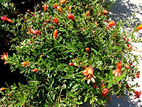 1056-Pomegranate Dwarf (Punica granatum) Seeds by Robsrareandgiantseeds UPC0764425786299 Non-GMO,Organic,USA Grower,1056 Package of 10 Seeds