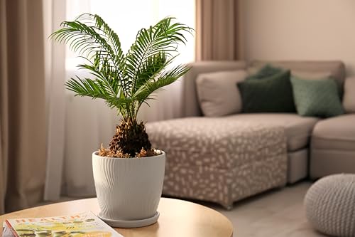 American Plant Exchange Live King Sago Palm Tree, Japanese Sago Palm Tree, Plant Pot for Home and Garden Decor, 6" Pot