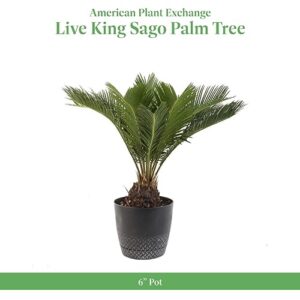 American Plant Exchange Live King Sago Palm Tree, Japanese Sago Palm Tree, Plant Pot for Home and Garden Decor, 6" Pot