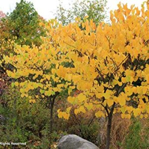 1105-Eastern Redbud Tree (Cercis Canadensis ‎) Seeds by Robsrareandgiantseeds UPC0764425786986 Non-GMO,Organic,USA-Grower,Bonsai, 1105 Package of 25 Seeds