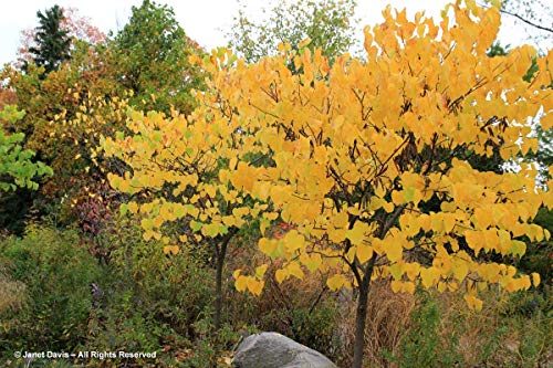 1105-Eastern Redbud Tree (Cercis Canadensis ‎) Seeds by Robsrareandgiantseeds UPC0764425786986 Non-GMO,Organic,USA-Grower,Bonsai, 1105 Package of 25 Seeds