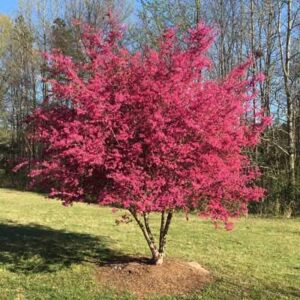 1105-Eastern Redbud Tree (Cercis Canadensis ‎) Seeds by Robsrareandgiantseeds UPC0764425786986 Non-GMO,Organic,USA-Grower,Bonsai, 1105 Package of 25 Seeds