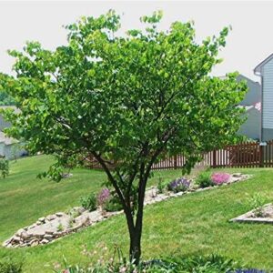 1105-Eastern Redbud Tree (Cercis Canadensis ‎) Seeds by Robsrareandgiantseeds UPC0764425786986 Non-GMO,Organic,USA-Grower,Bonsai, 1105 Package of 25 Seeds