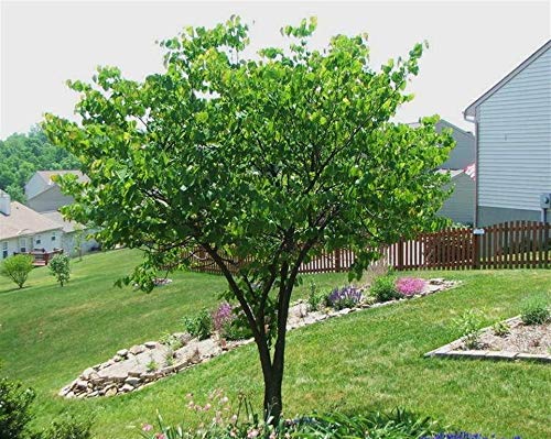 1105-Eastern Redbud Tree (Cercis Canadensis ‎) Seeds by Robsrareandgiantseeds UPC0764425786986 Non-GMO,Organic,USA-Grower,Bonsai, 1105 Package of 25 Seeds