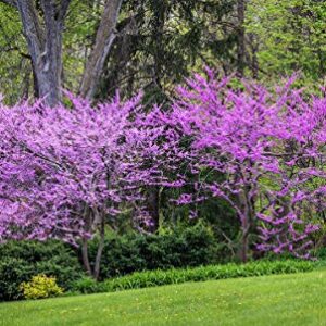 1105-Eastern Redbud Tree (Cercis Canadensis ‎) Seeds by Robsrareandgiantseeds UPC0764425786986 Non-GMO,Organic,USA-Grower,Bonsai, 1105 Package of 25 Seeds